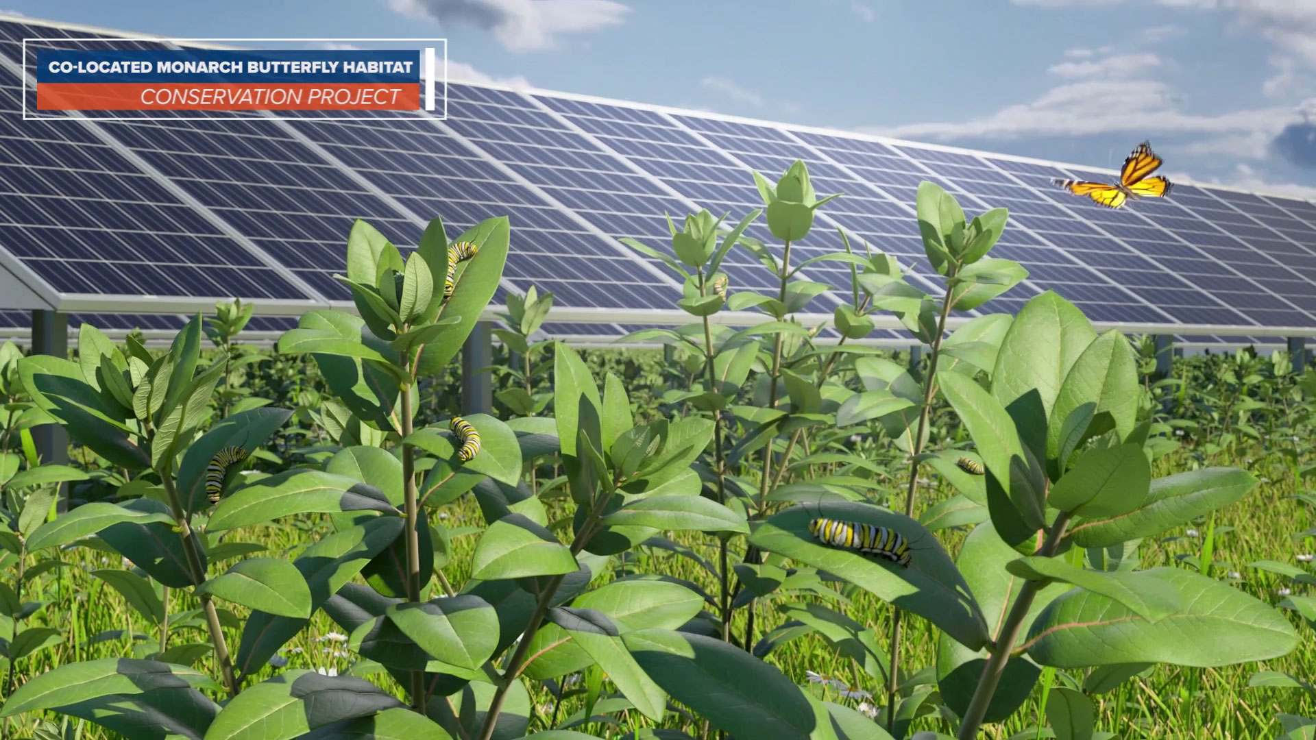 EDF - Integrating biodiversity and agriculture on its New York solar ...