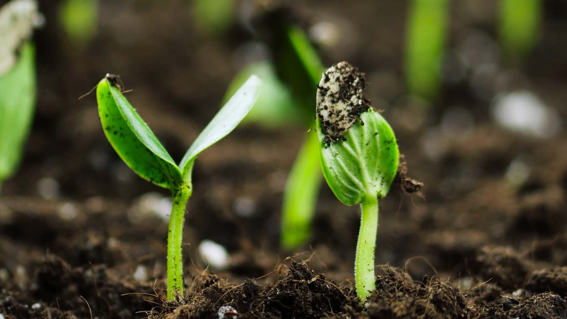 What really is Bio Energy and what role can it play in the energy world ...